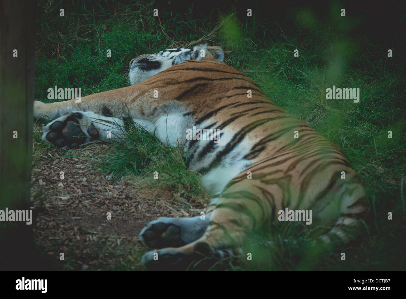 Tiger asleep in zoo Stock Photo - Alamy