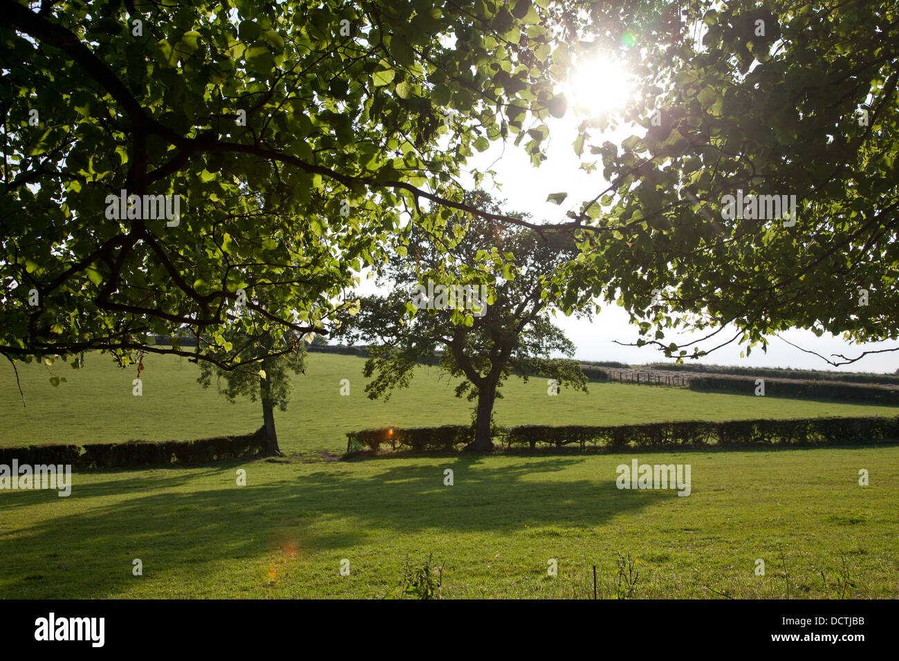 leaves horizon blue sky green field grass nature agriculture england uk ...