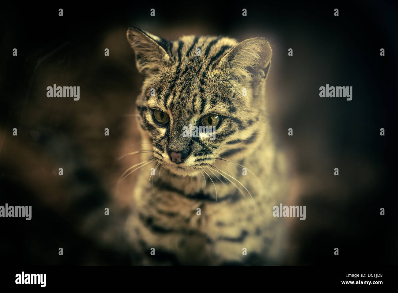 Cat through glass cat hi-res stock photography and images - Alamy