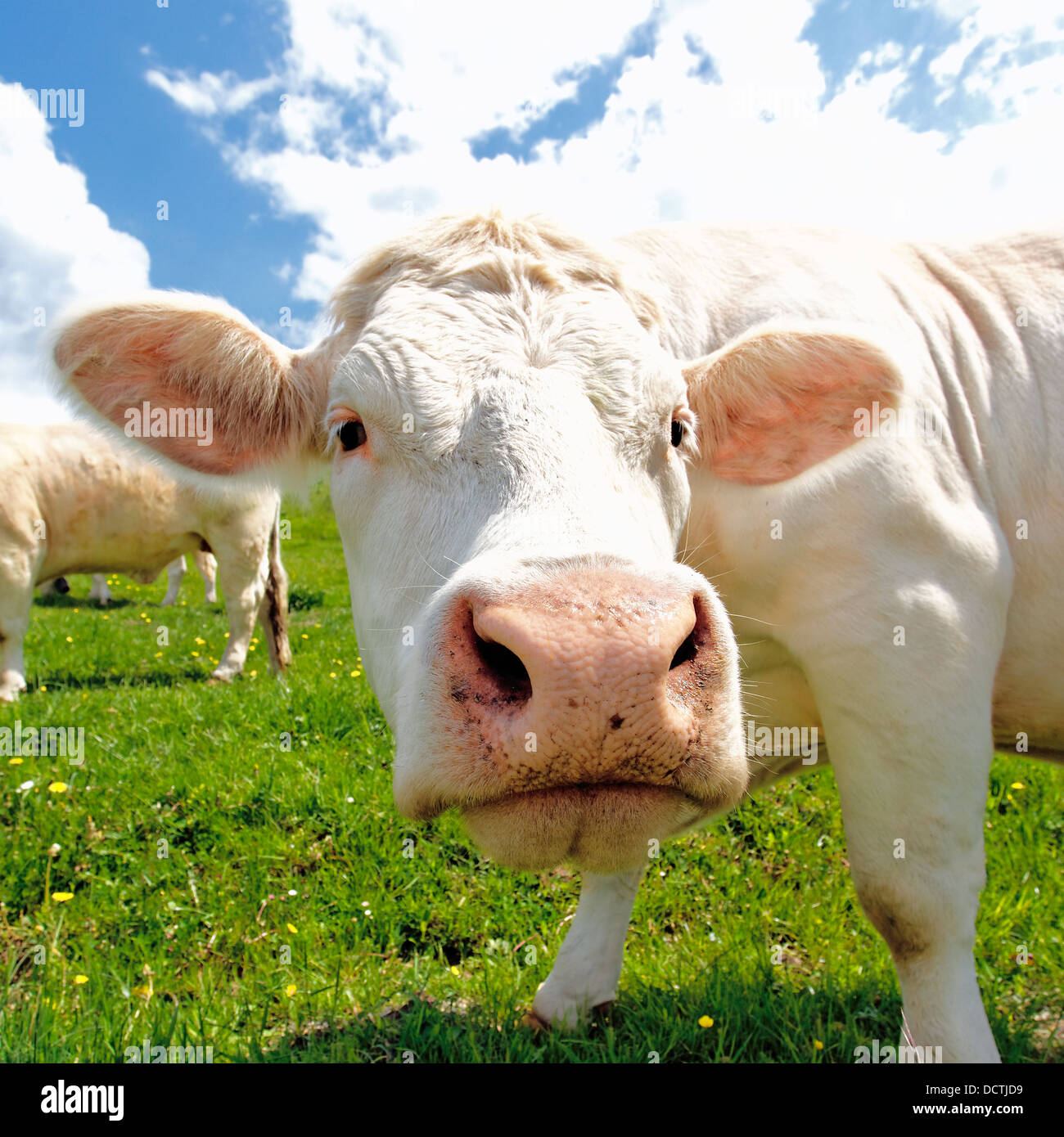 white head cow Stock Photo - Alamy