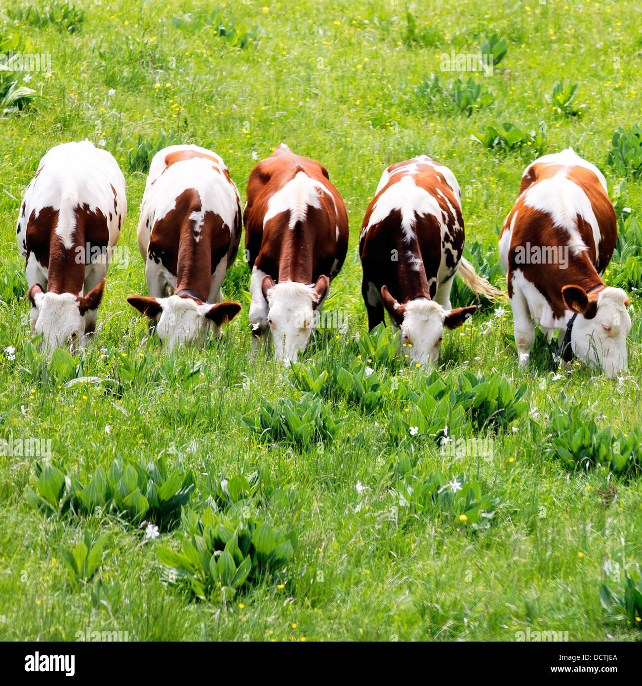Brindled cow hi-res stock photography and images - Alamy