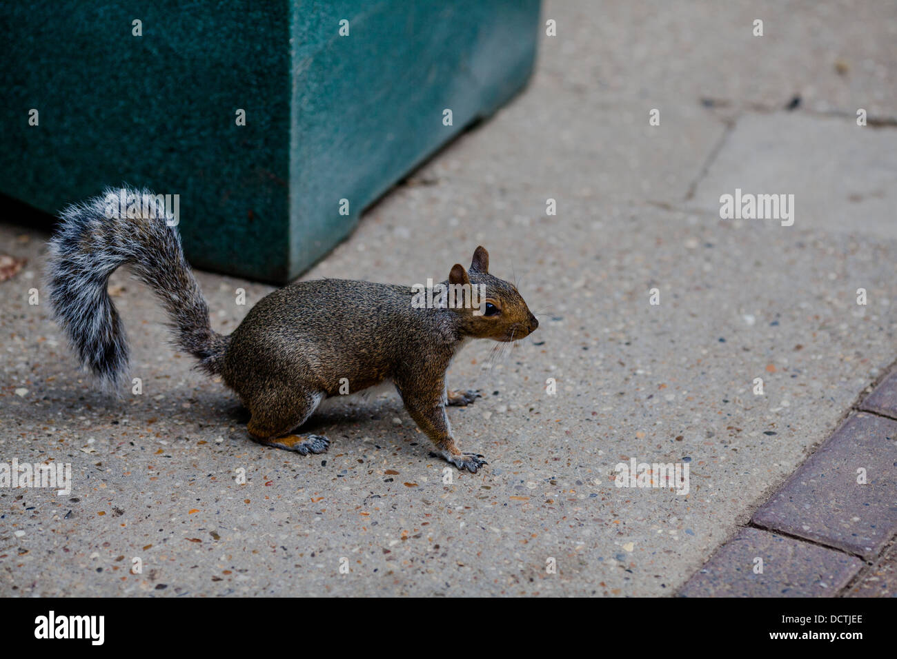 Squirrel on ground Stock Photo - Alamy