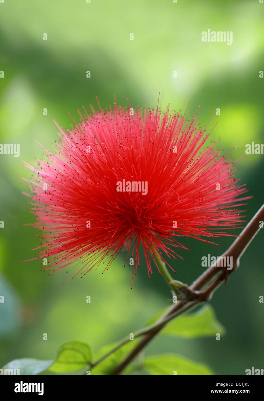 Calliandra tree hi-res stock photography and images - Alamy