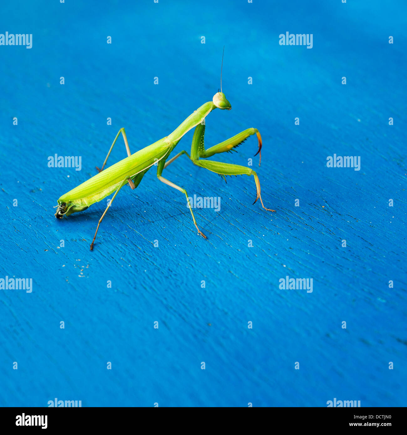 Mantis wood table hi-res stock photography and images - Alamy