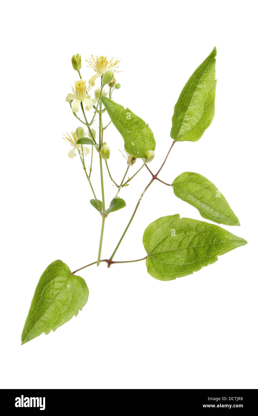 Wild Clematis, vitalba, flowers and foliage isolated against white ...