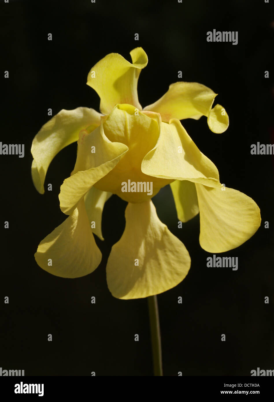 Pale Pitcher Plant, Sarracenia alata "Red Lid", Sarraceniaceae ...