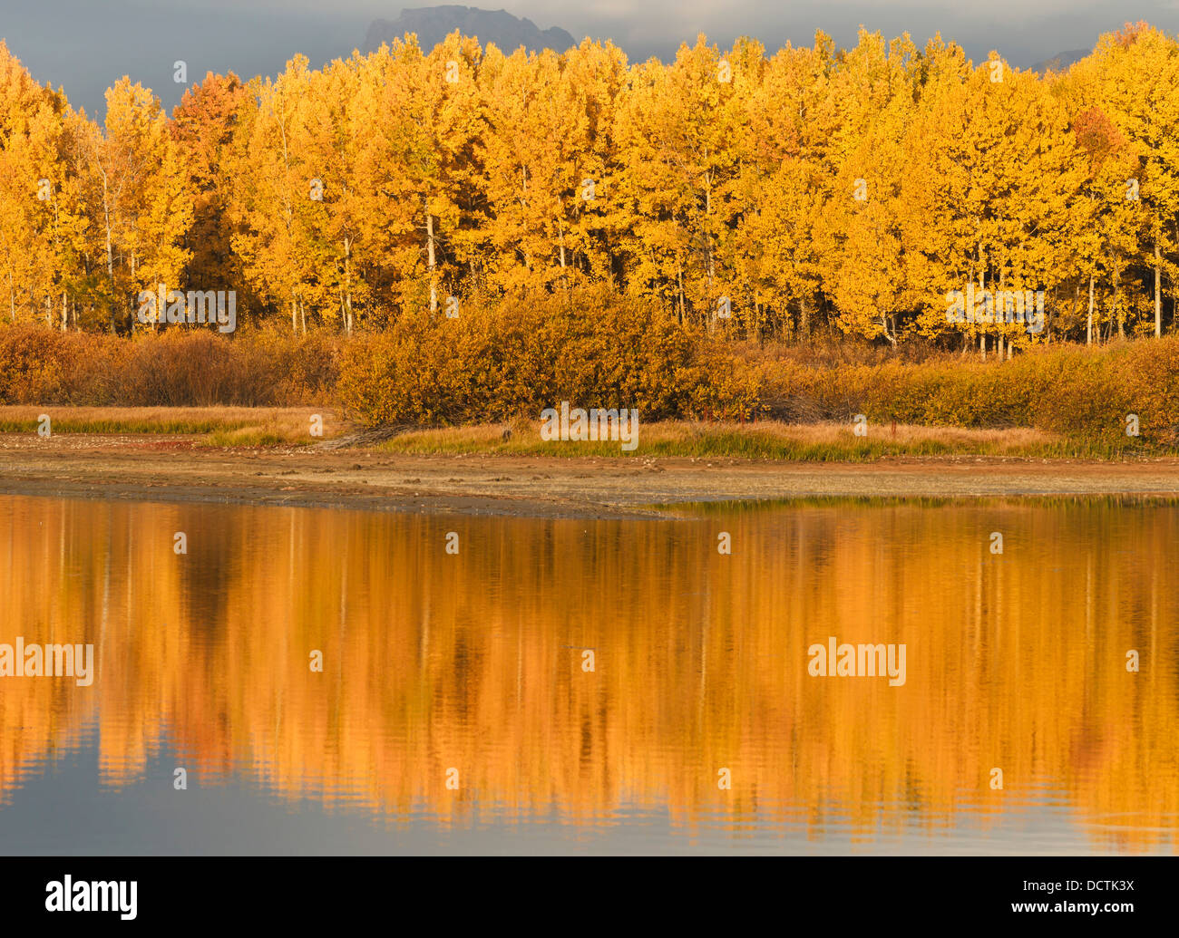 Aspen tree in fall and yellowstone river hi-res stock photography and ...