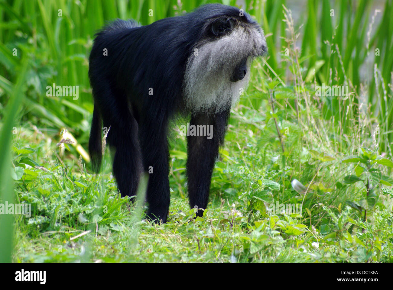 Howler monkey at Chester Zoo Stock Photo - Alamy