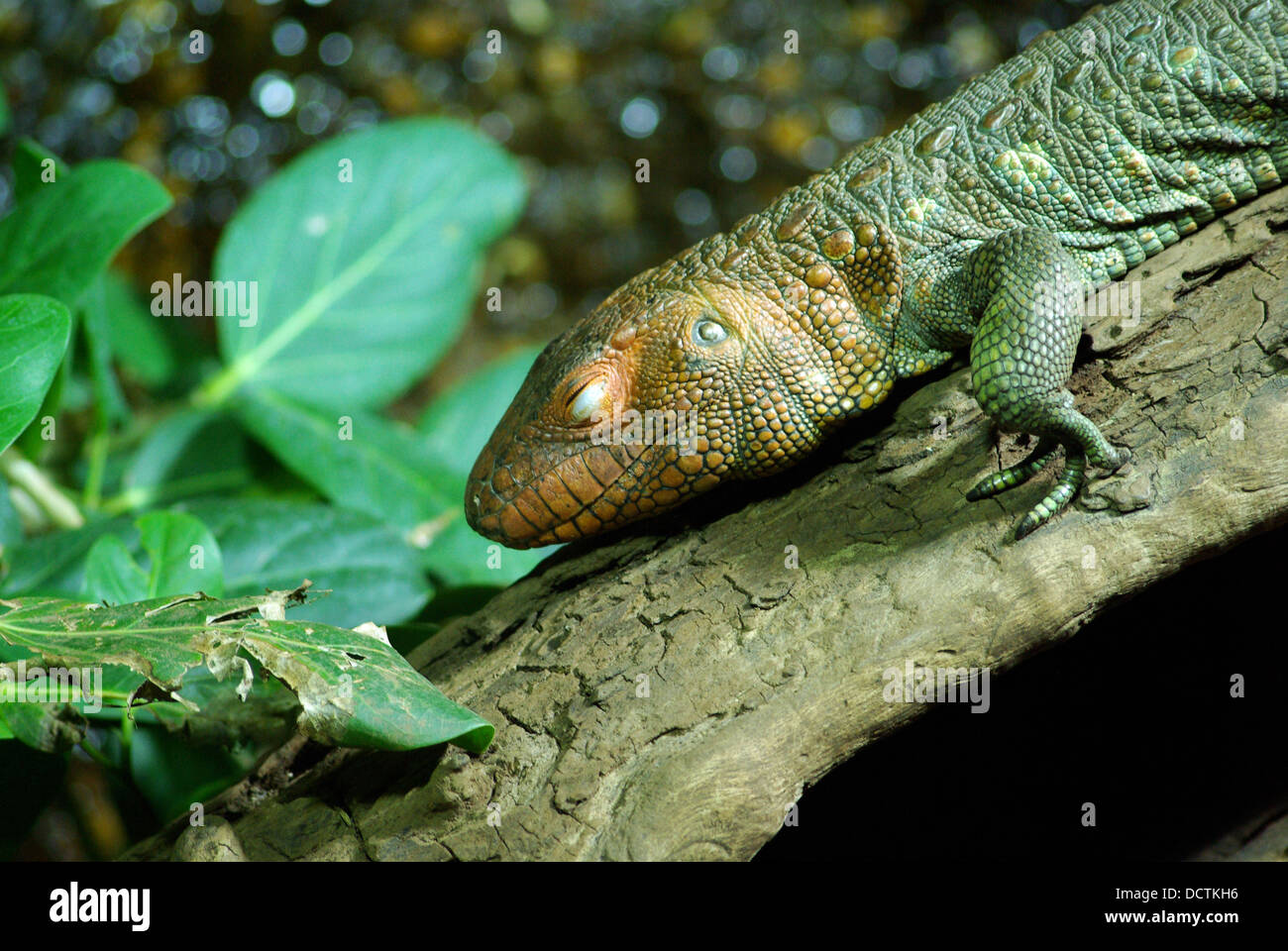 The sand lizard (Lacerta agilis) is a lacertid lizard at Chester Zoo ...