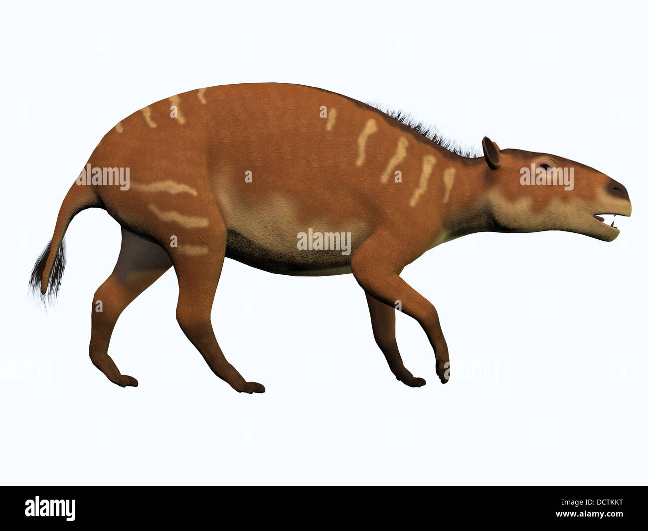 Eurohippus is one of the ancestors of the modern horse and lived in the ...