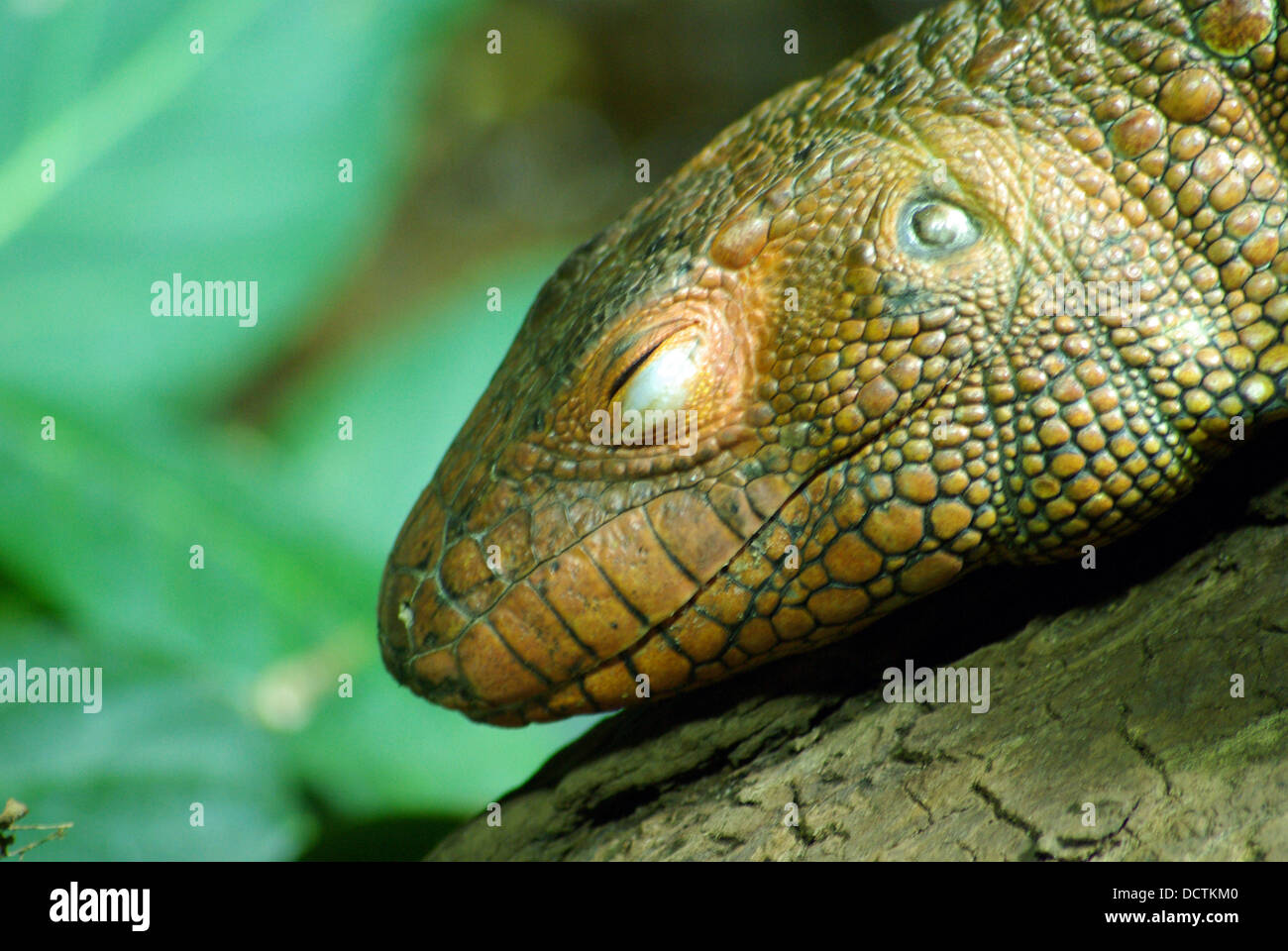 The sand lizard (Lacerta agilis) is a lacertid lizard at Chester Zoo ...