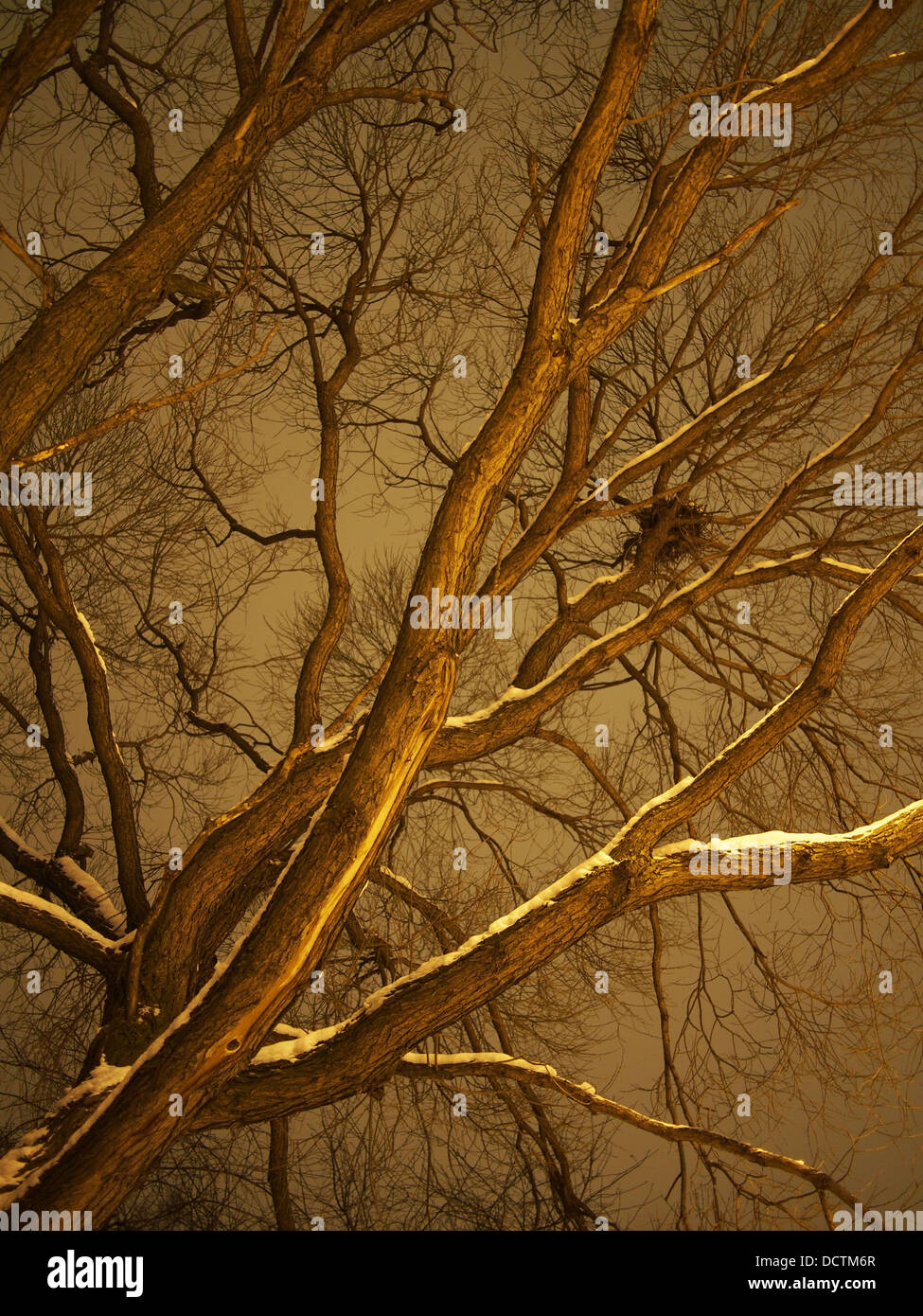 trunk of the tree Stock Photo - Alamy