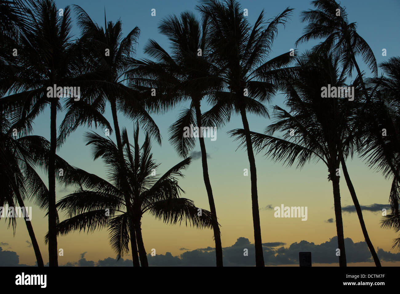 Palm tree silhouettes at sunset on Kaimani Beach, Hawaiian Island of ...