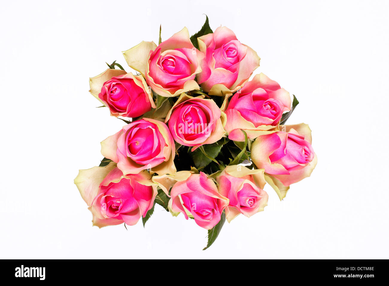 pink roses isolated on white Stock Photo - Alamy