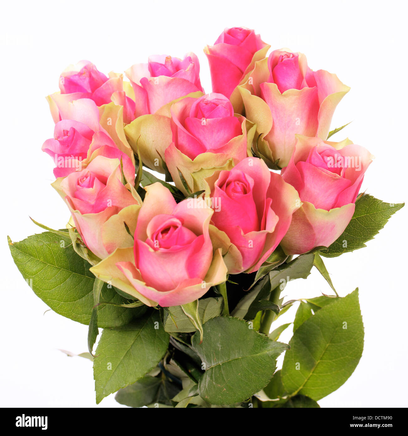 pink roses square Stock Photo - Alamy