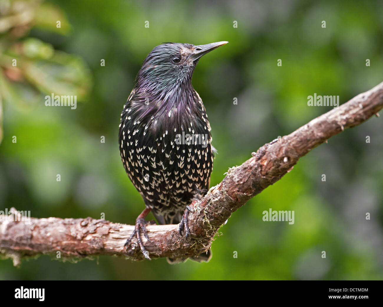 Common starling common starling sturnus hi-res stock photography and ...