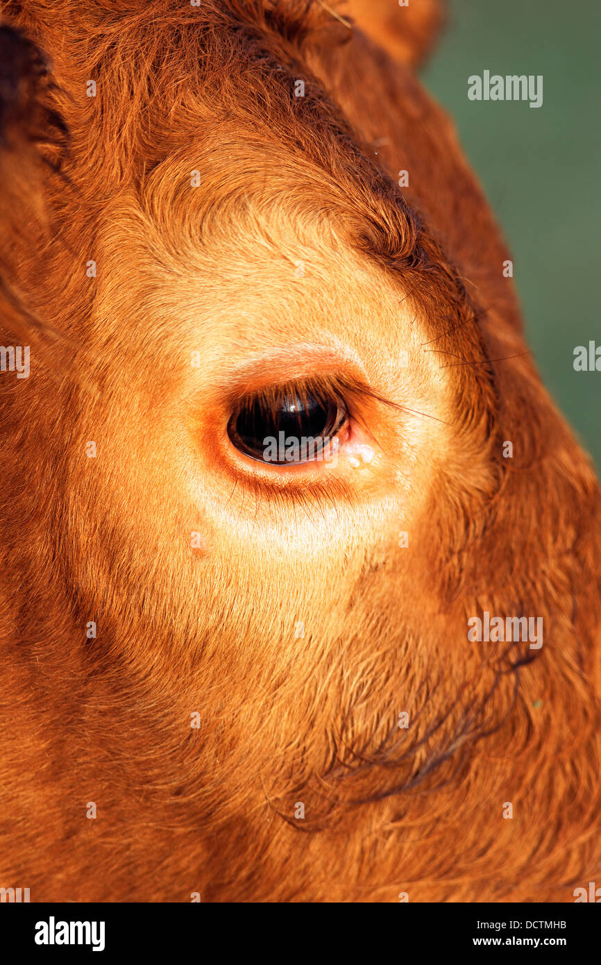 Cow eye close up hi-res stock photography and images - Alamy