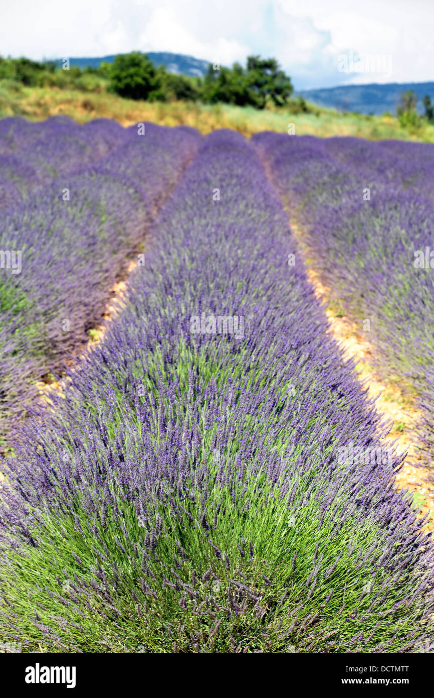 line of lavender Stock Photo - Alamy