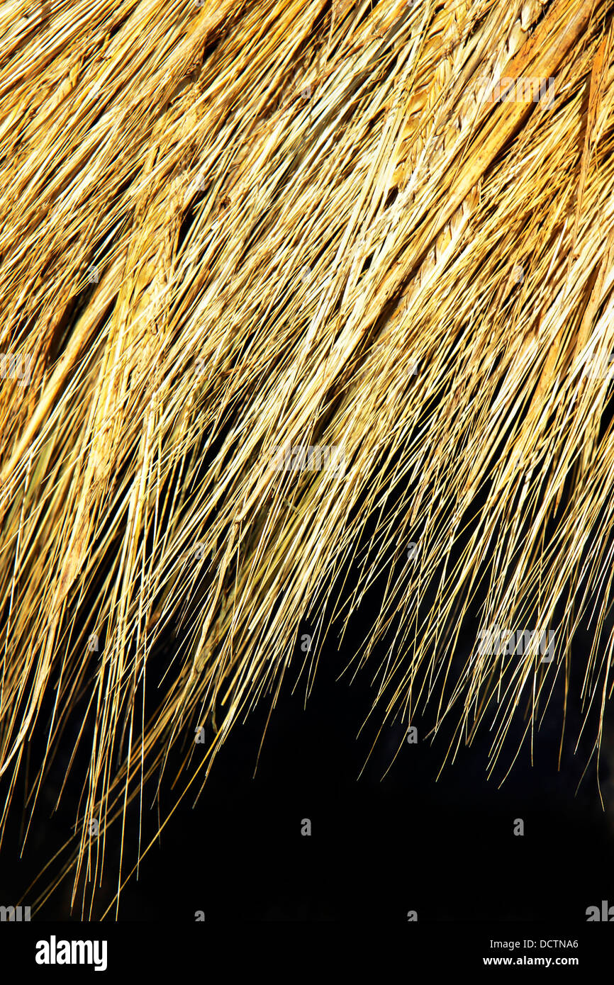 Golden wheat texture Stock Photo - Alamy