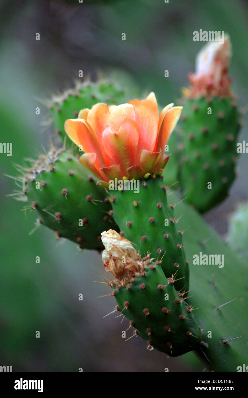 prickly pear plant Stock Photo - Alamy