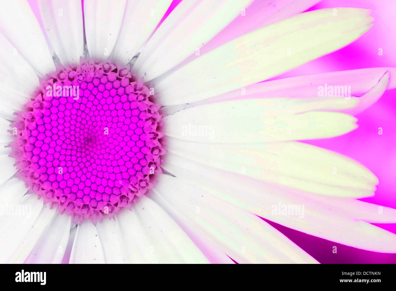 Pink color is common hi-res stock photography and images - Alamy