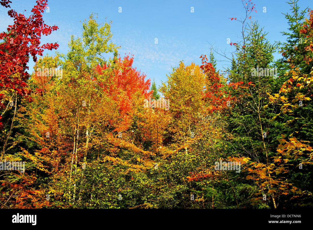 Beautiful fall forest landscape Stock Photo - Alamy