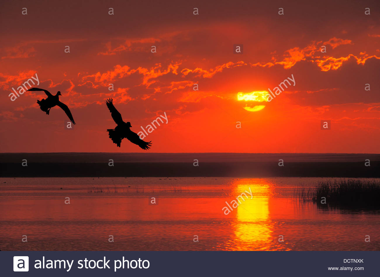 Mallard Ducks Sunset Silhouette Flight Stock Photos & Mallard Ducks ...
