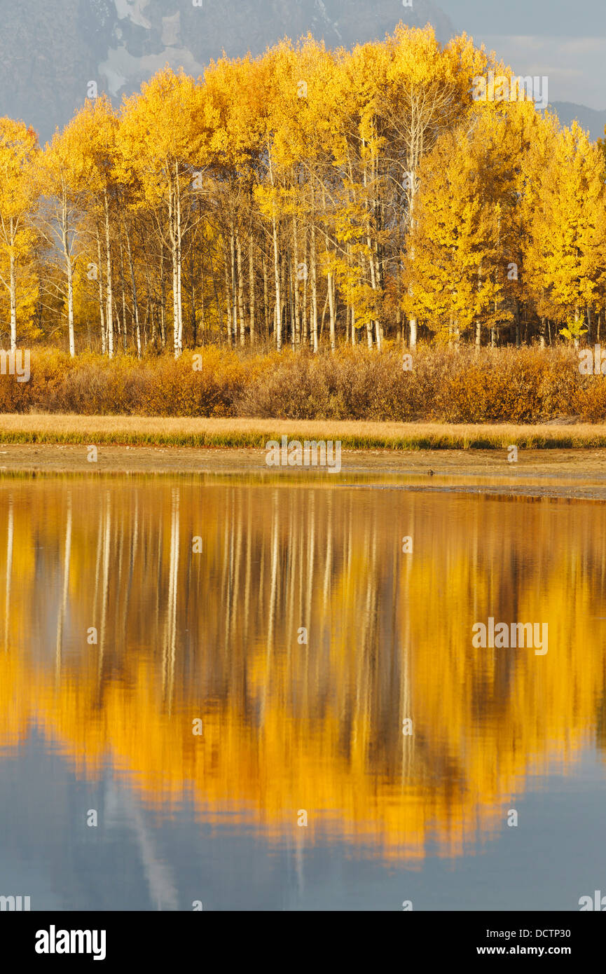 Aspen tree in fall and yellowstone river hi-res stock photography and ...