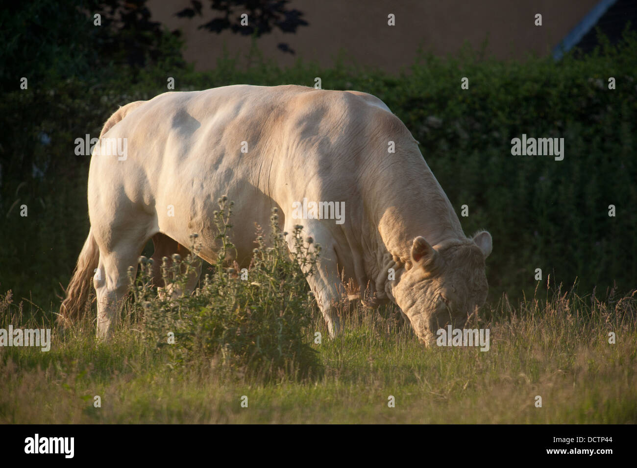 bull field derbyshire countryside agriculture nature farm farming food ...