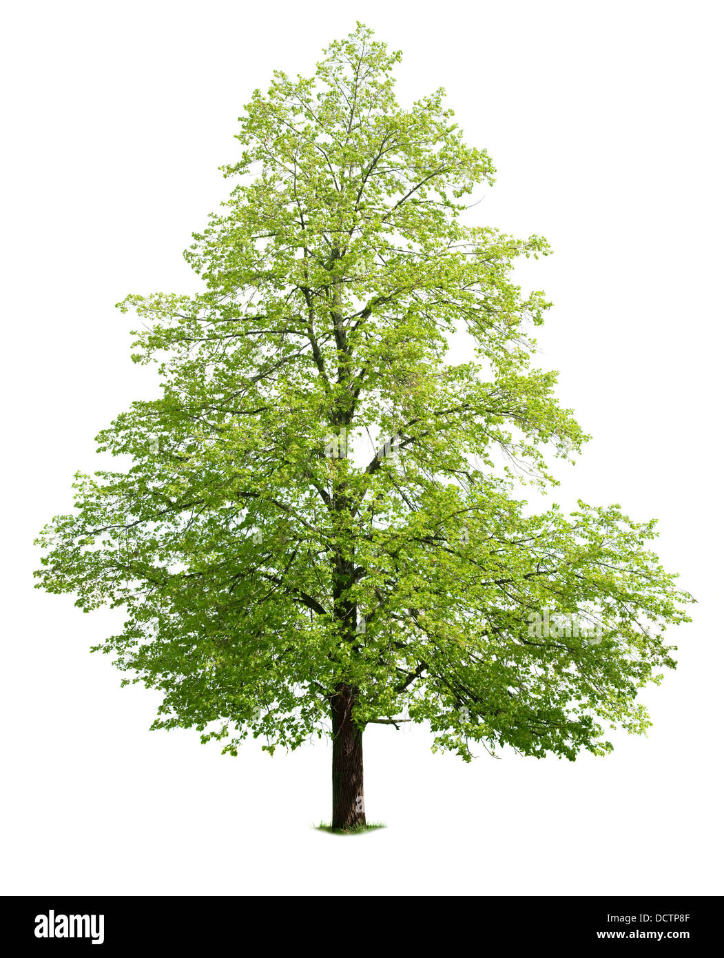 Only one tree Cut Out Stock Images & Pictures - Alamy