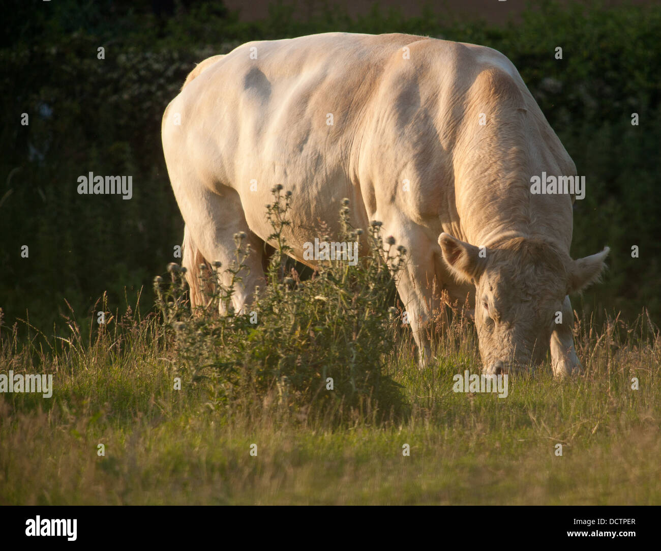 bull field derbyshire countryside agriculture nature farm farming food ...