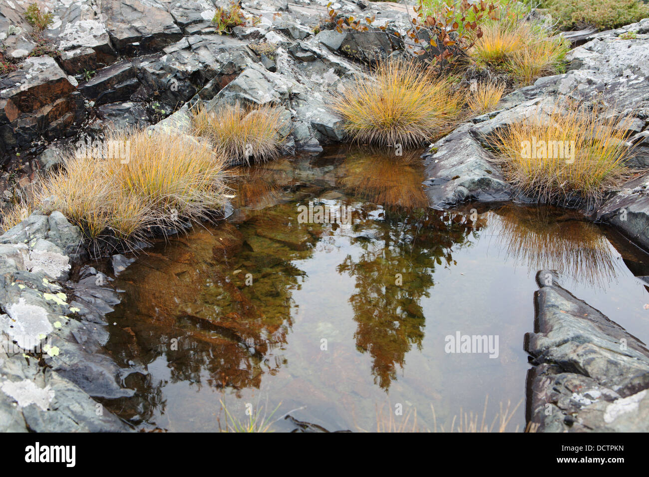 Wawa tree hi-res stock photography and images - Alamy