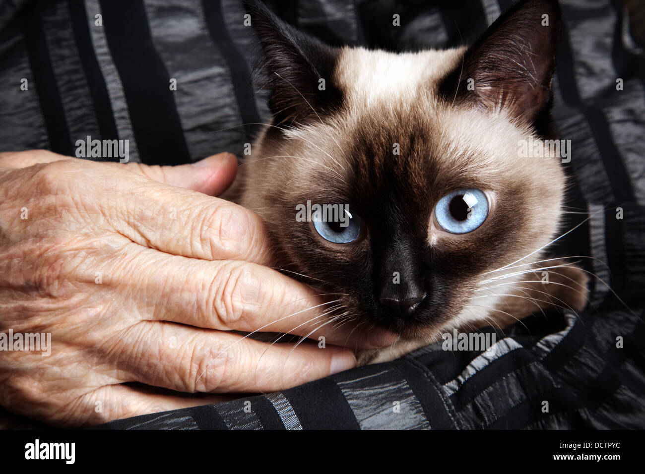 senior with cat Stock Photo - Alamy