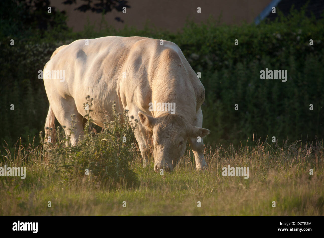 bull field derbyshire countryside agriculture nature farm farming food ...