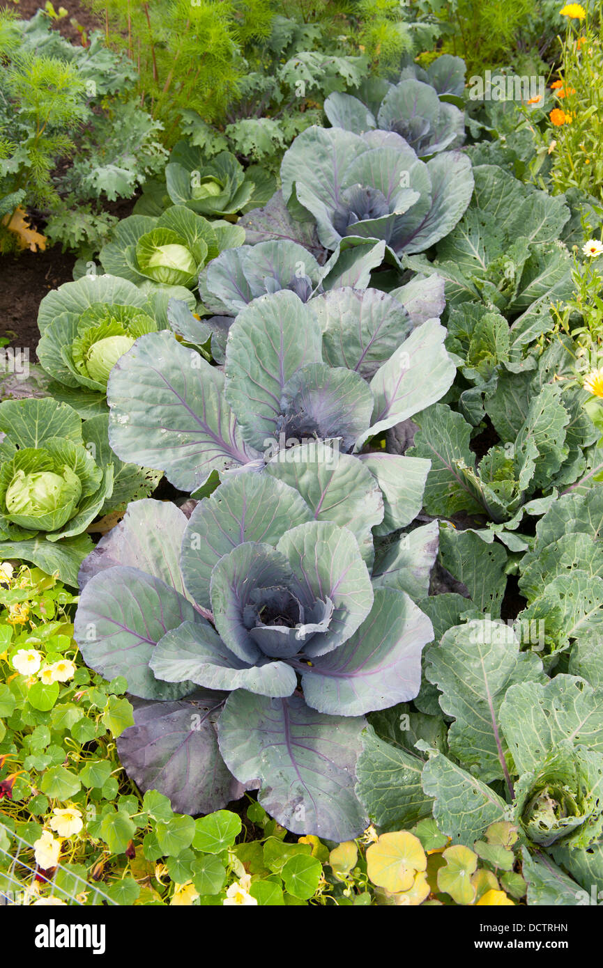 Purple cabbage growing hi-res stock photography and images - Alamy