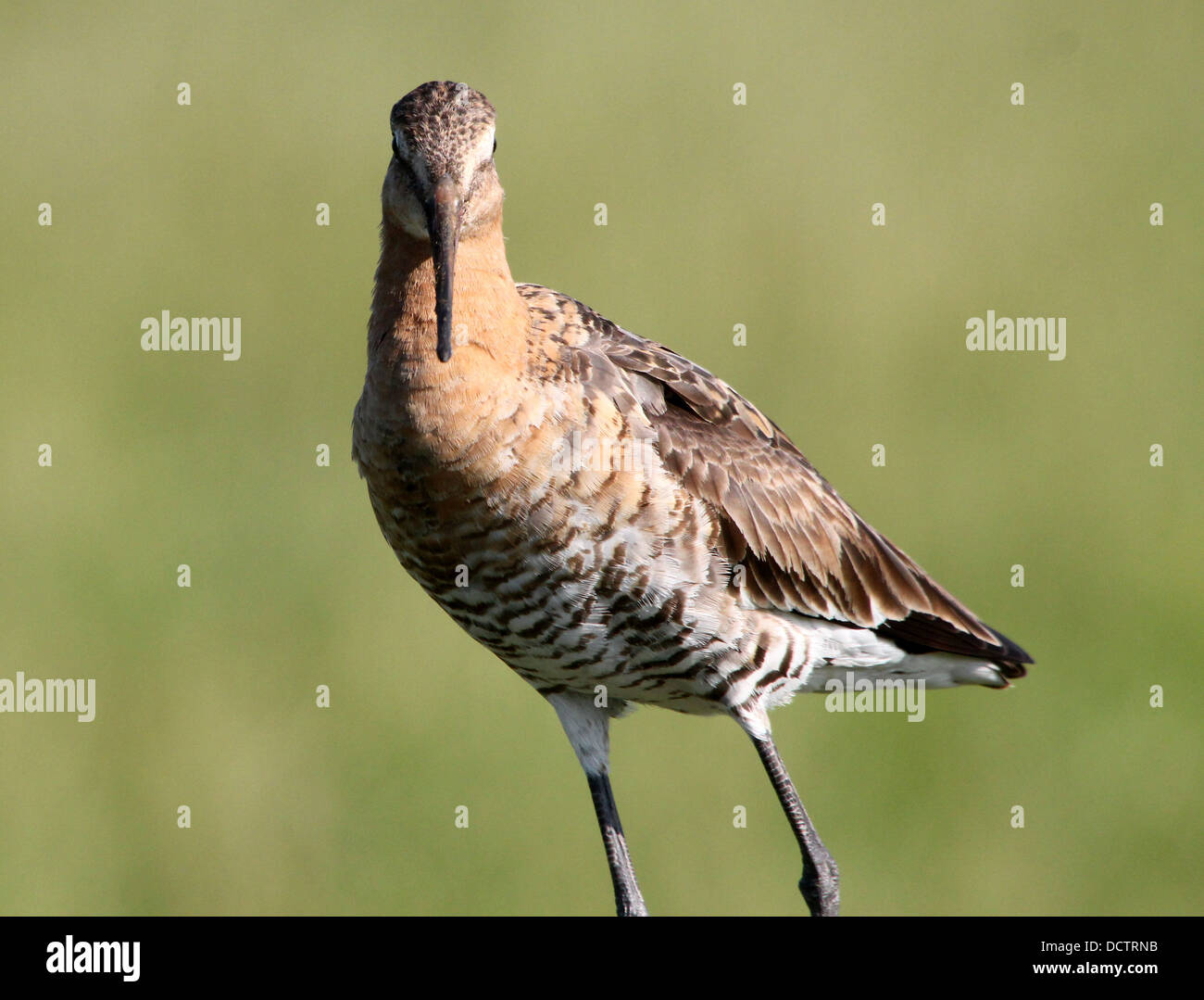 Extremely detailed crop of the head and bill of a Black-tailed Godwit ...
