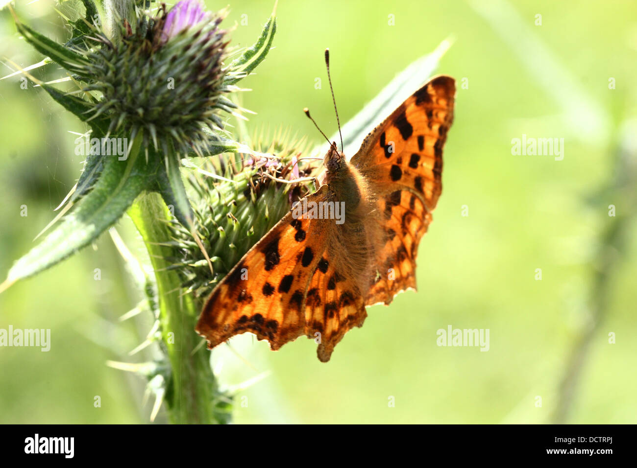 Mariposa distel hi-res stock photography and images - Alamy