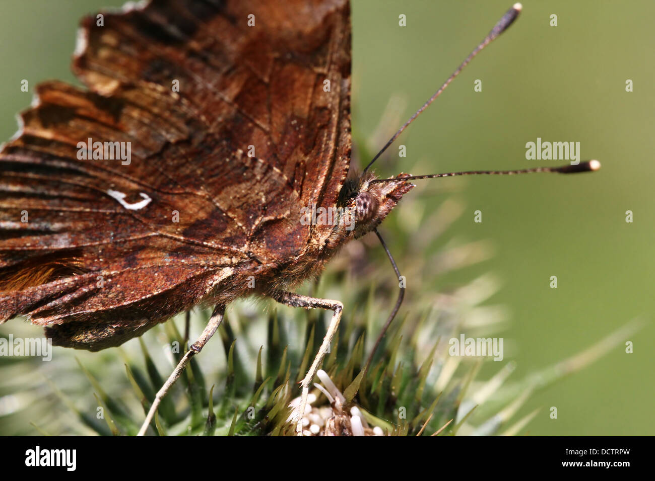 Mariposa distel hi-res stock photography and images - Alamy