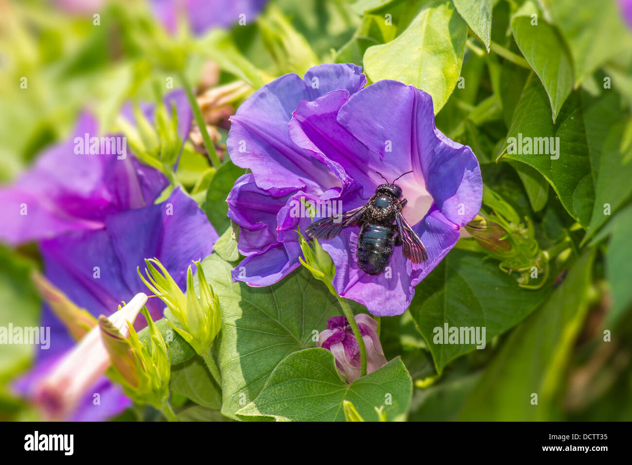 Picture of a wasp hi-res stock photography and images - Alamy