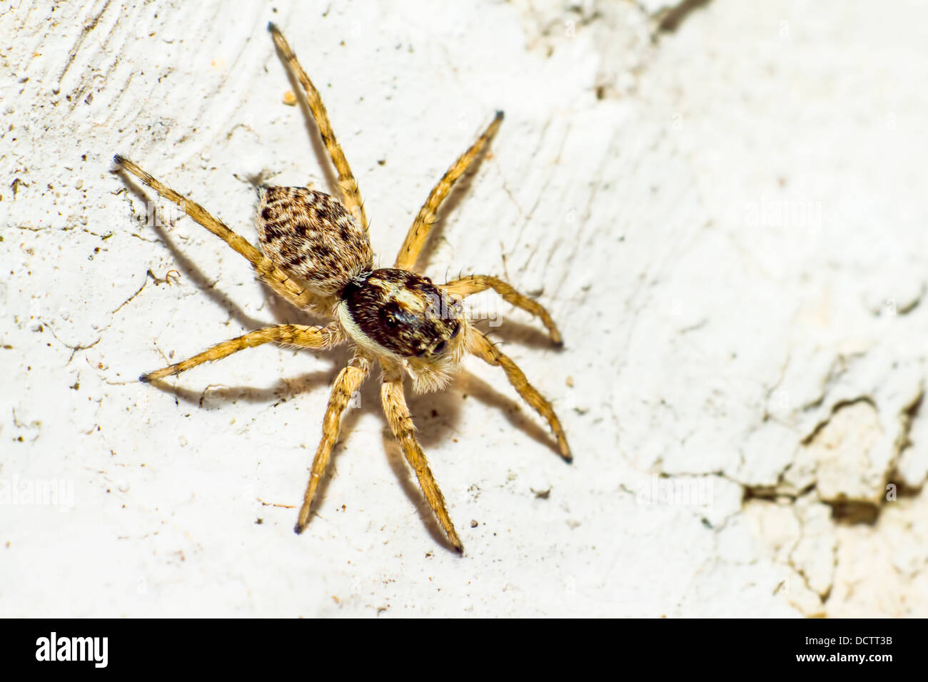 Large scary spider hunting hi-res stock photography and images - Alamy