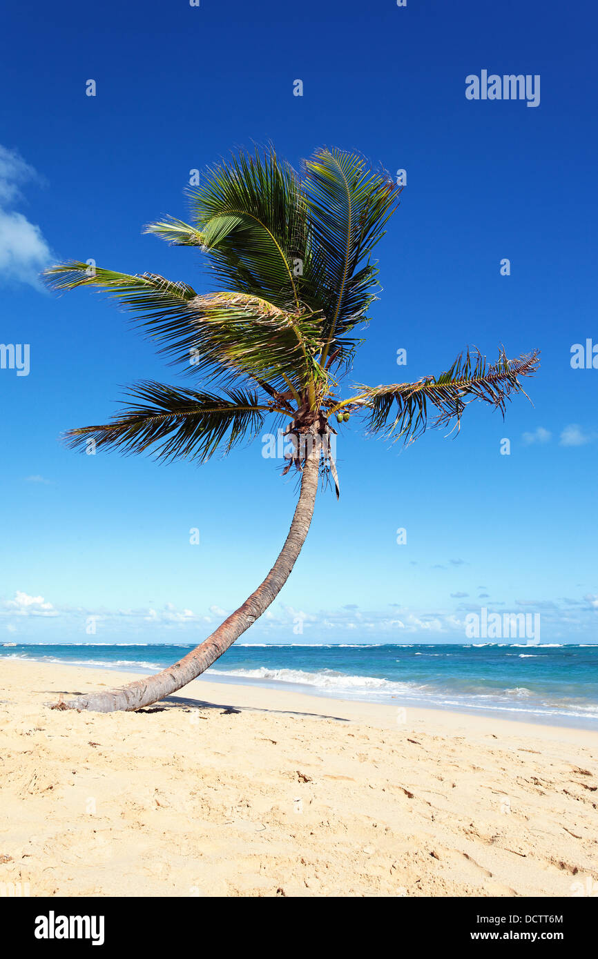 lonely palm tree Stock Photo - Alamy