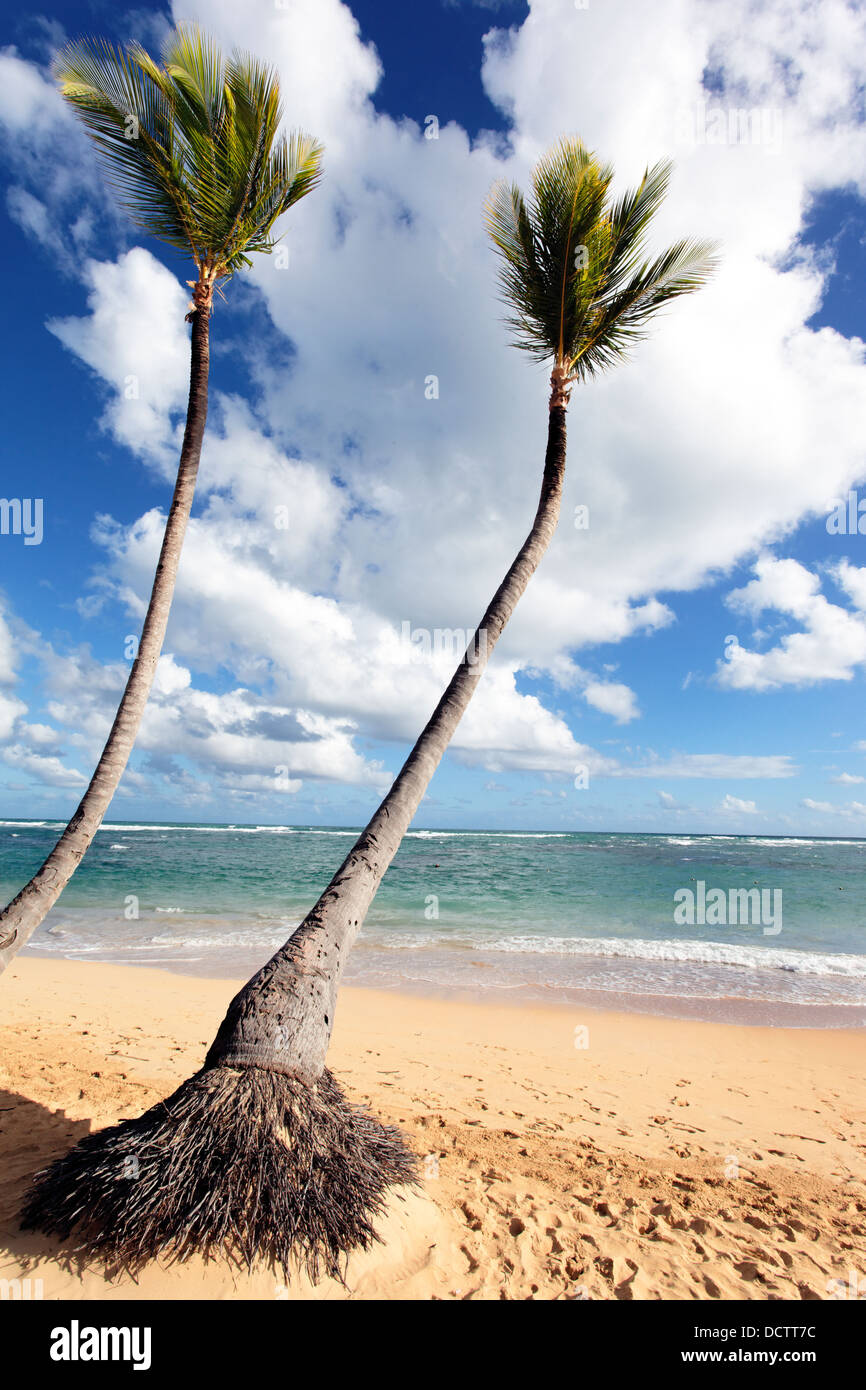 two palm trees Stock Photo - Alamy