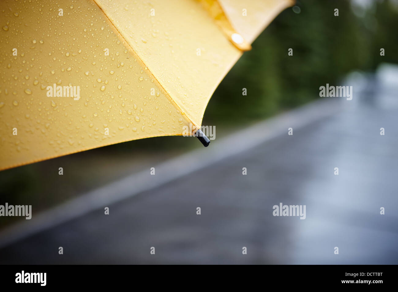Yellow rain tree hi-res stock photography and images - Alamy
