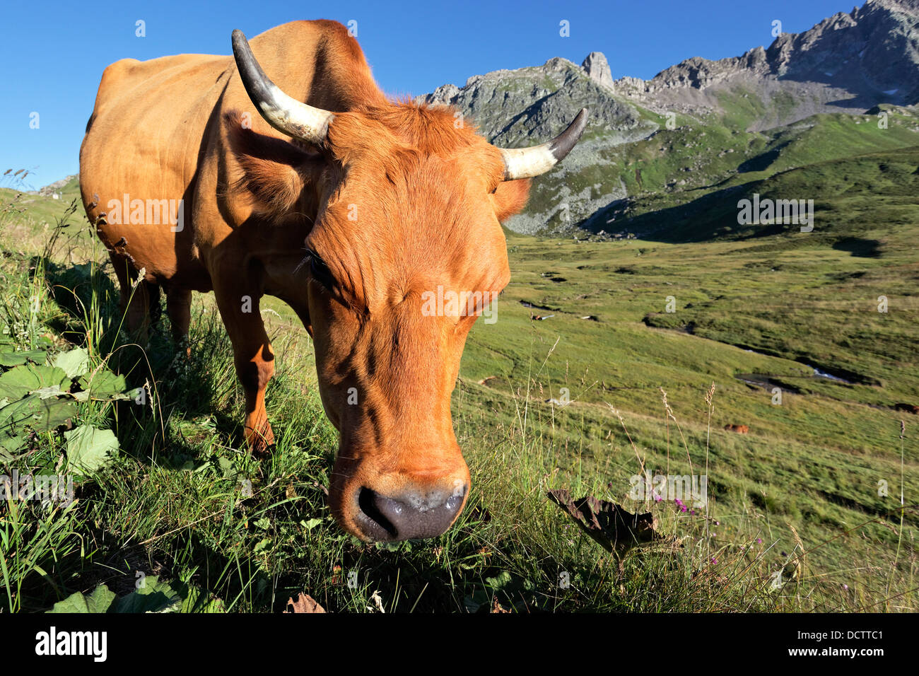 Cow in french Alps Stock Photo - Alamy