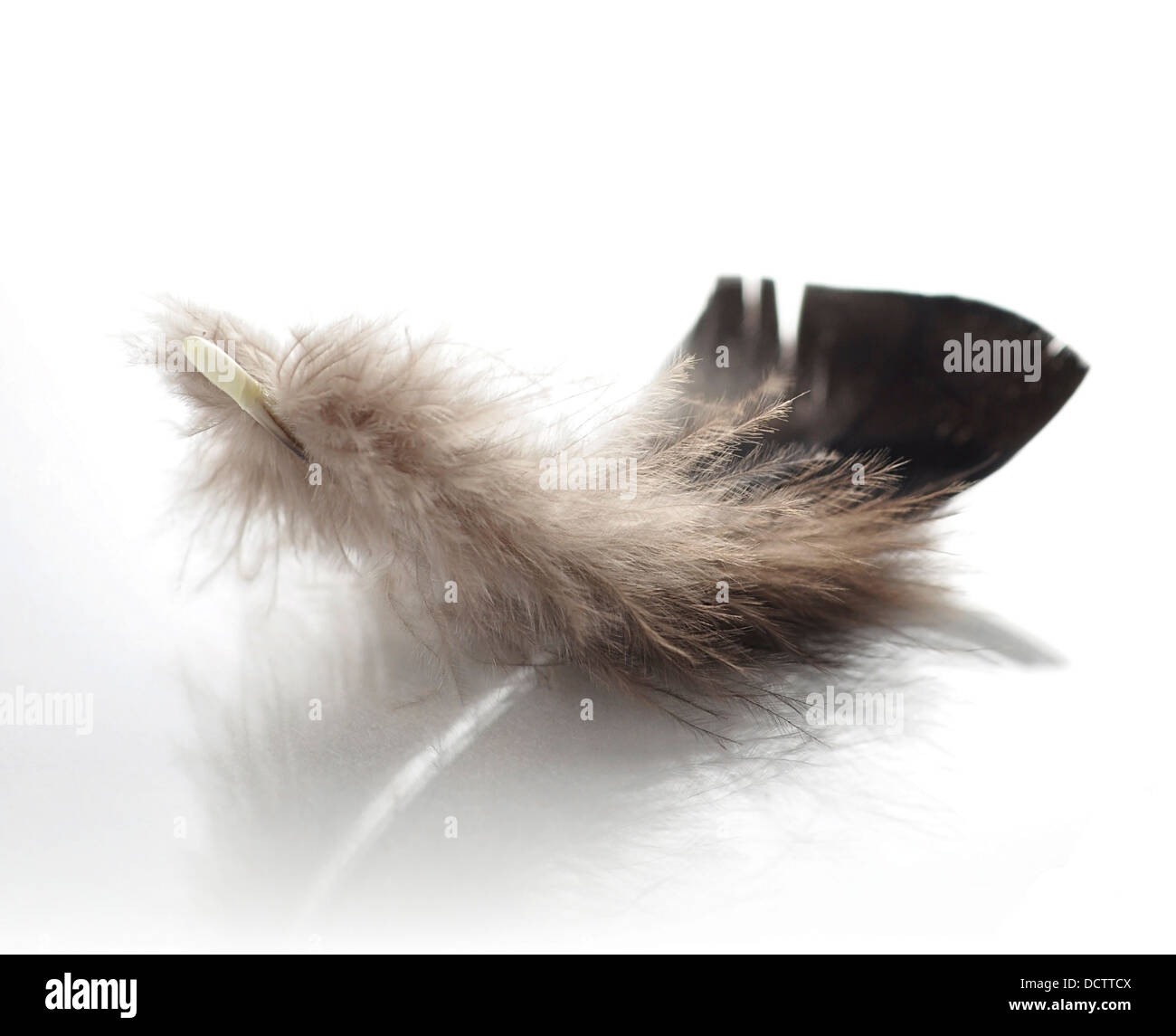 Fluffy feather Cut Out Stock Images & Pictures - Alamy