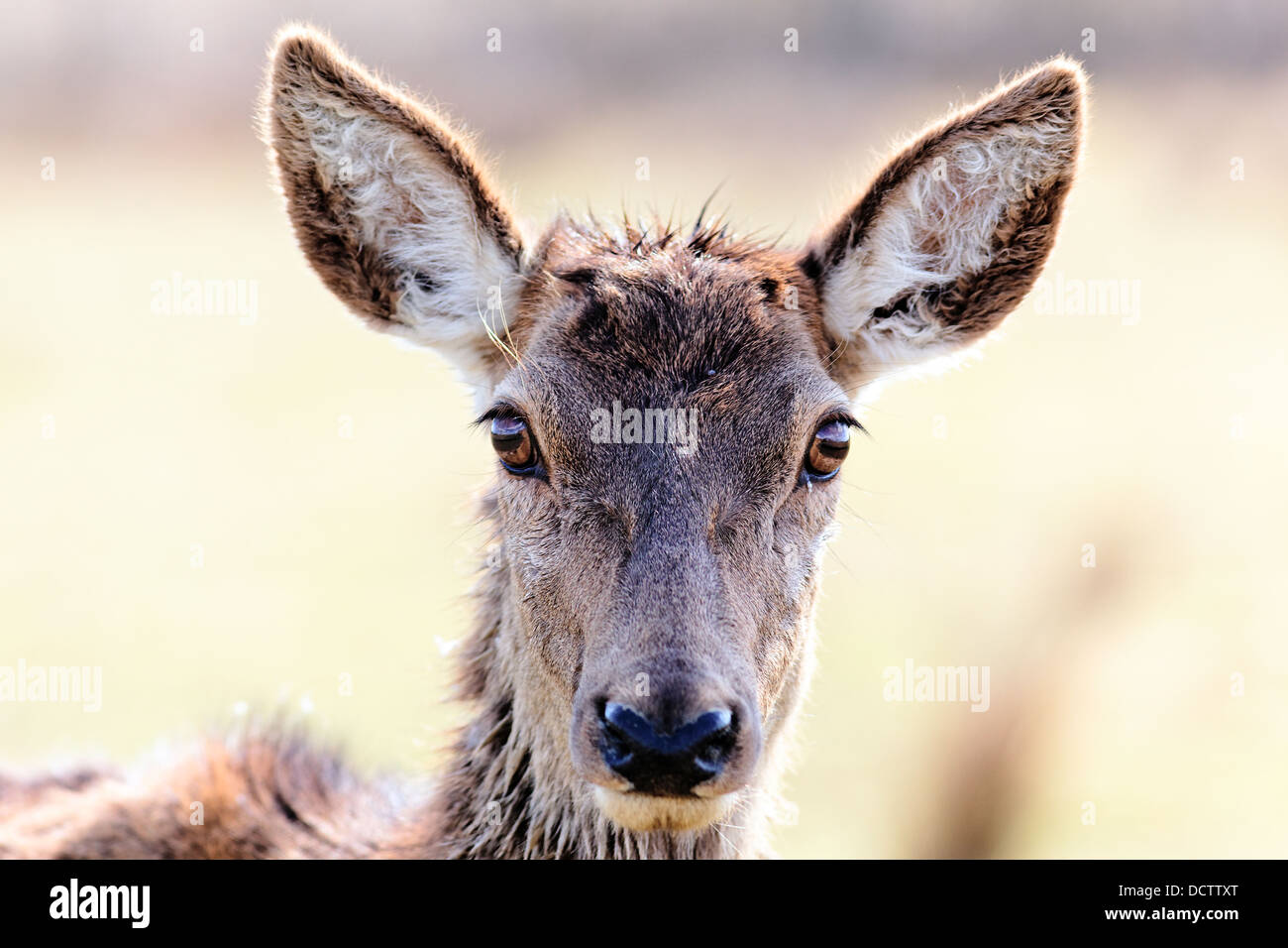 head of doe Stock Photo - Alamy