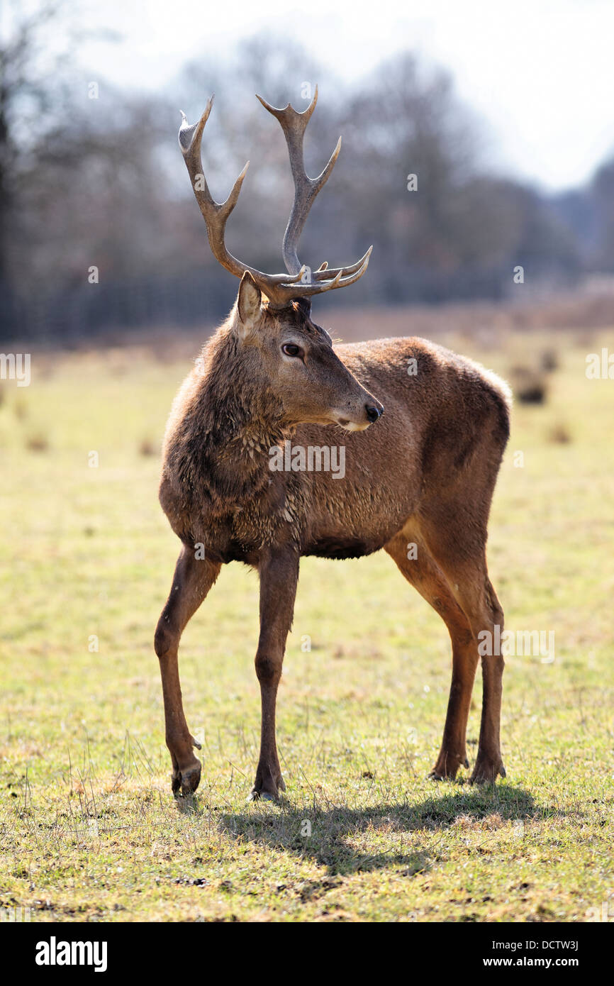deer in alert Stock Photo - Alamy