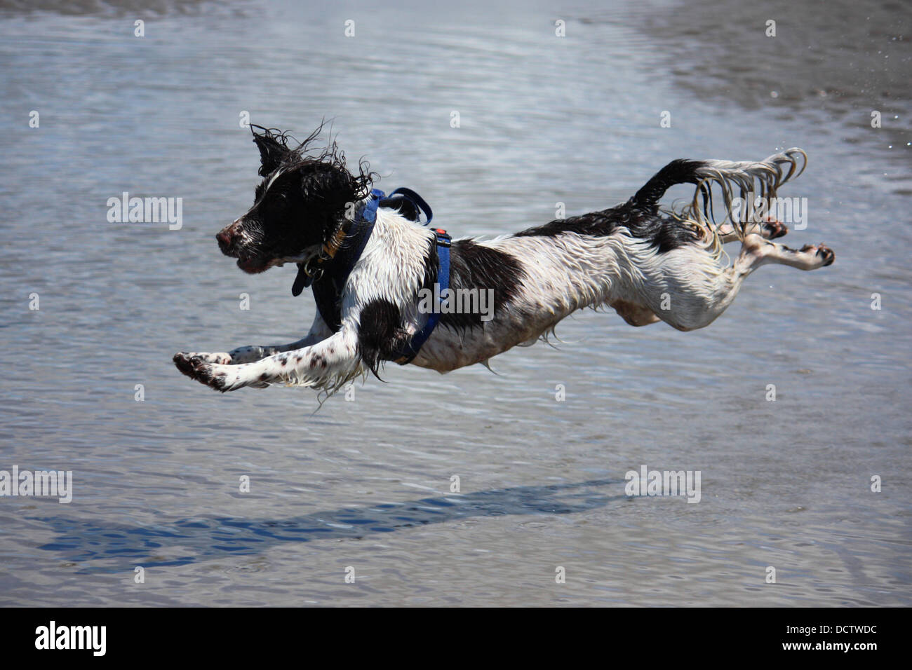 A working type english springer spaniel running on a beach splashing ...