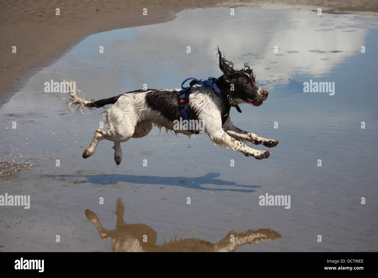 English springer spaniel running hi-res stock photography and images ...
