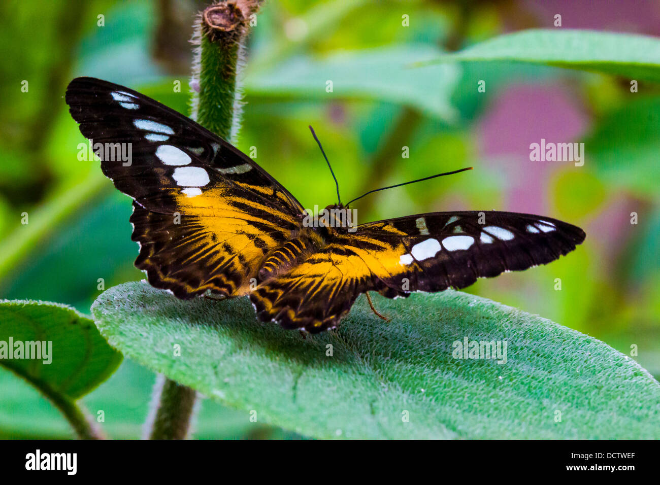 Clipper butterfly hi-res stock photography and images - Alamy